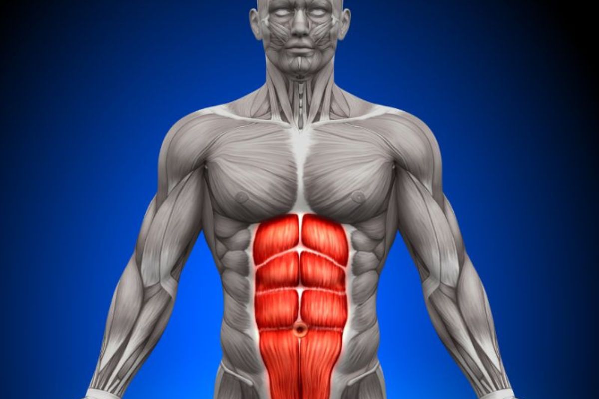 What Muscles Does The Elliptical Work?