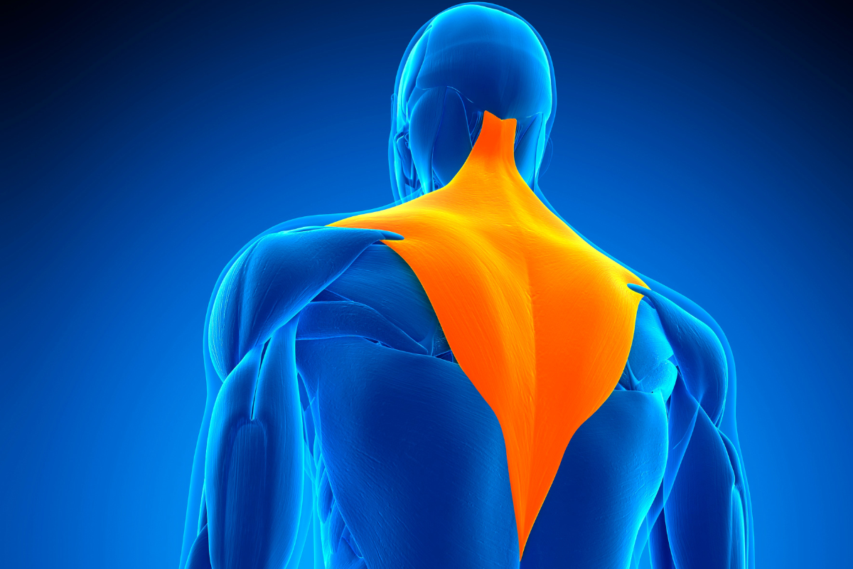 Roman Chair Exercises - Everything You Need To Know