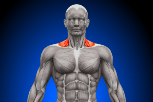 Rowing Machines Vs Ellipticals - A Detailed Comparison