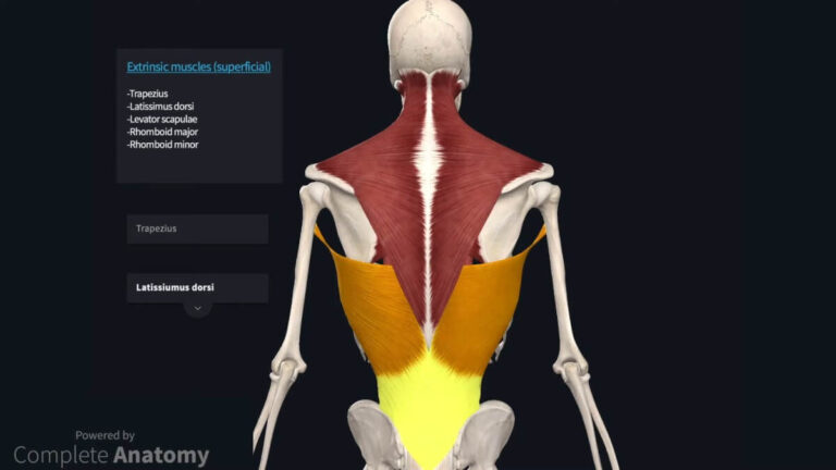 Roman Chair Exercises - Everything You Need To Know